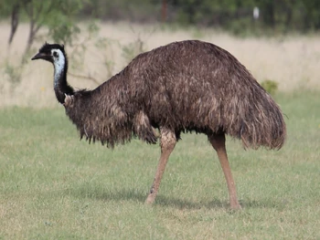 Emu | Deadliest Fiction Wiki | Fandom