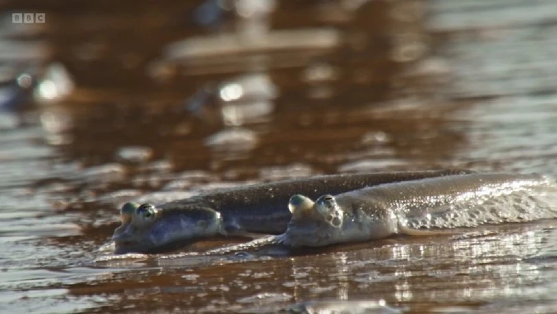 Four-eyed fish | Deadly 60 Wiki | Fandom