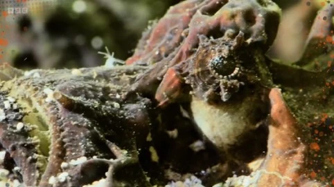 Estuarine stonefish | Deadly 60 Wiki | Fandom
