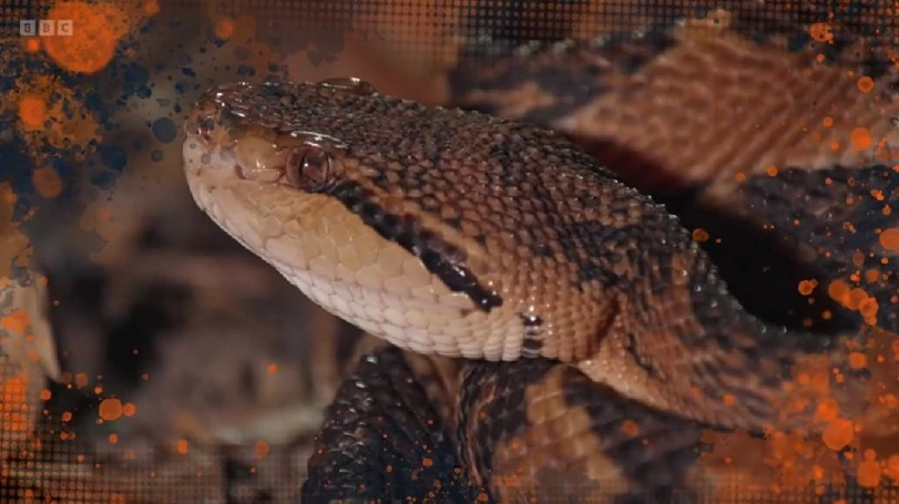 Bushmaster | Deadly 60 Wiki | Fandom