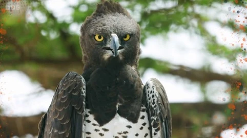 Martial eagle | Deadly 60 Wiki | Fandom