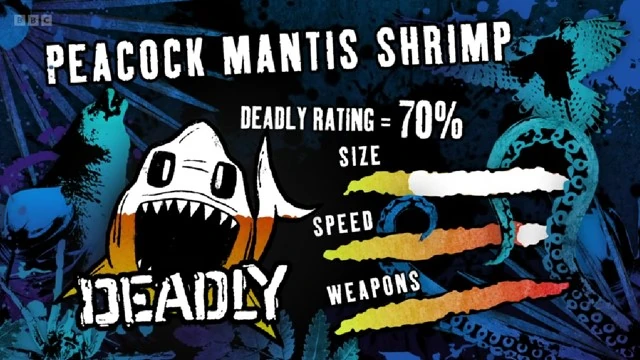 Peacock mantis shrimp | Deadly 60 Wiki | Fandom