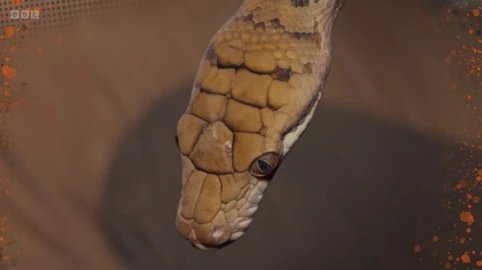 Amethystine python | Deadly 60 Wiki | Fandom