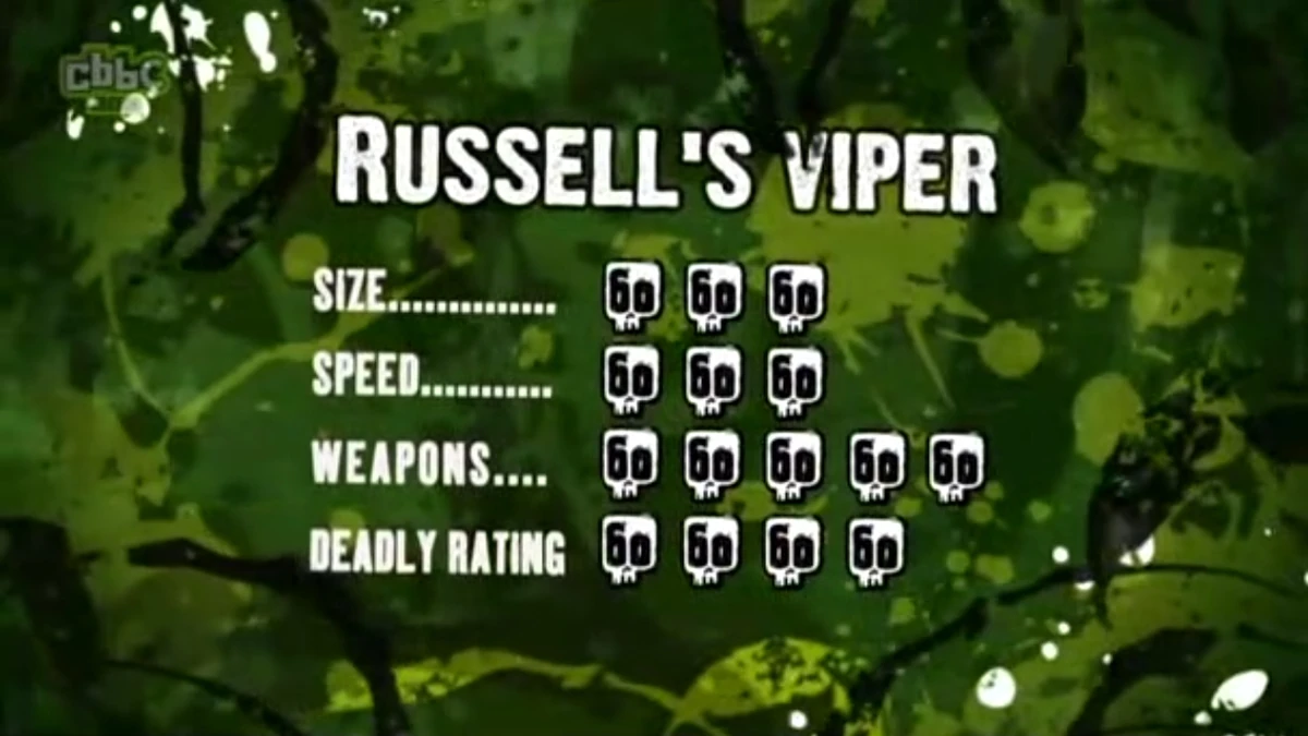 Russell's viper | Deadly 60 Wiki | Fandom