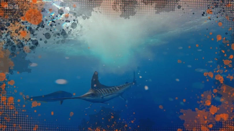 Striped marlin | Deadly 60 Wiki | Fandom