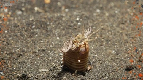 Bobbit worm | Deadly 60 Wiki | Fandom