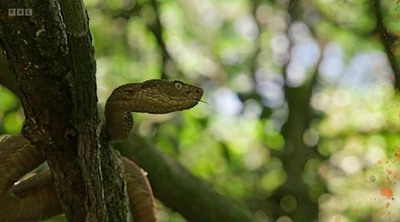 Golden lancehead viper | Deadly 60 Wiki | Fandom