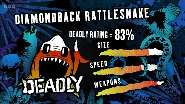 Diamondback rattlesnake | Deadly 60 Wiki | Fandom