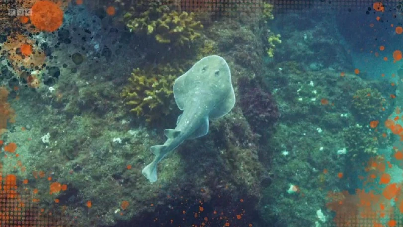 Torpedo ray | Deadly 60 Wiki | Fandom