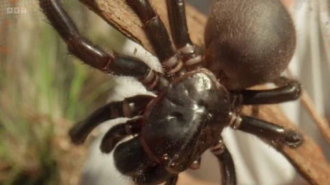 Funnel-web spider | Deadly 60 Wiki | Fandom