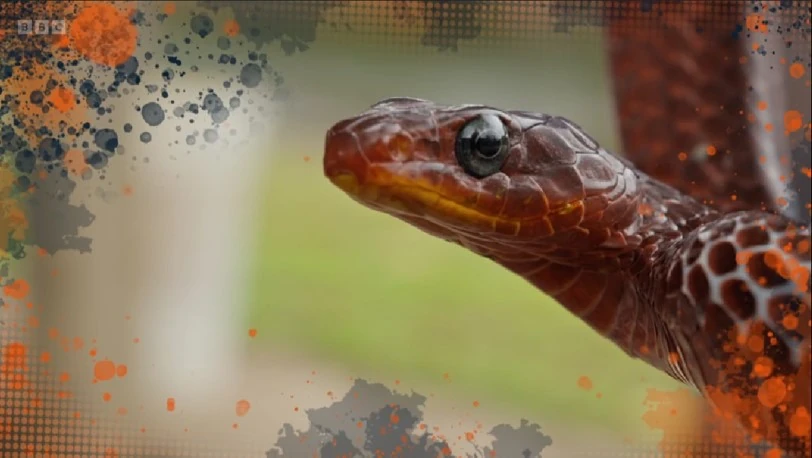 Rusty whip snake | Deadly 60 Wiki | Fandom