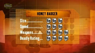 Honey Badger | Deadly 60 Wiki | Fandom