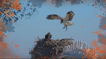 Osprey | Deadly 60 Wiki | Fandom