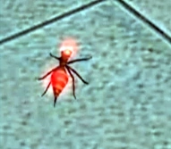 Queen (Dead Rising)/Gallery | Dead Rising Wiki | Fandom