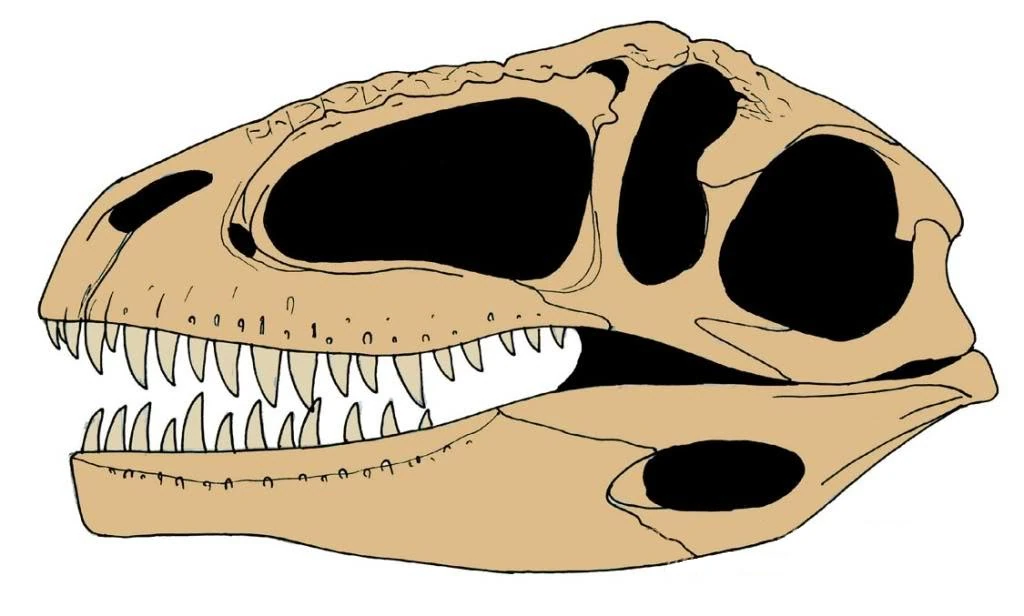 Giganotosaurus Skull
