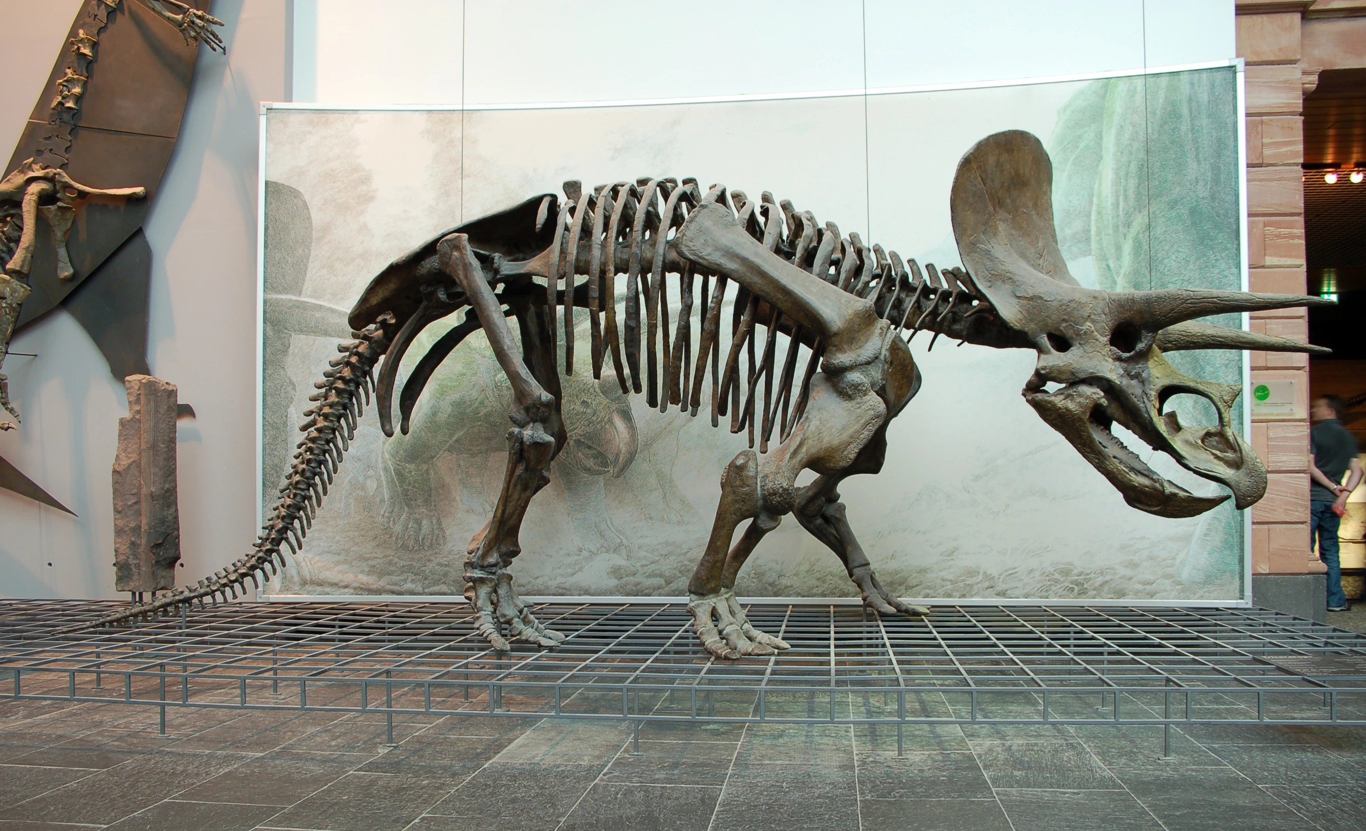 Torosaurus Skelett
