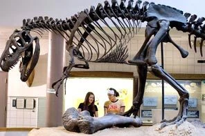 Allosauroidea | Prehistoric Wiki | Fandom