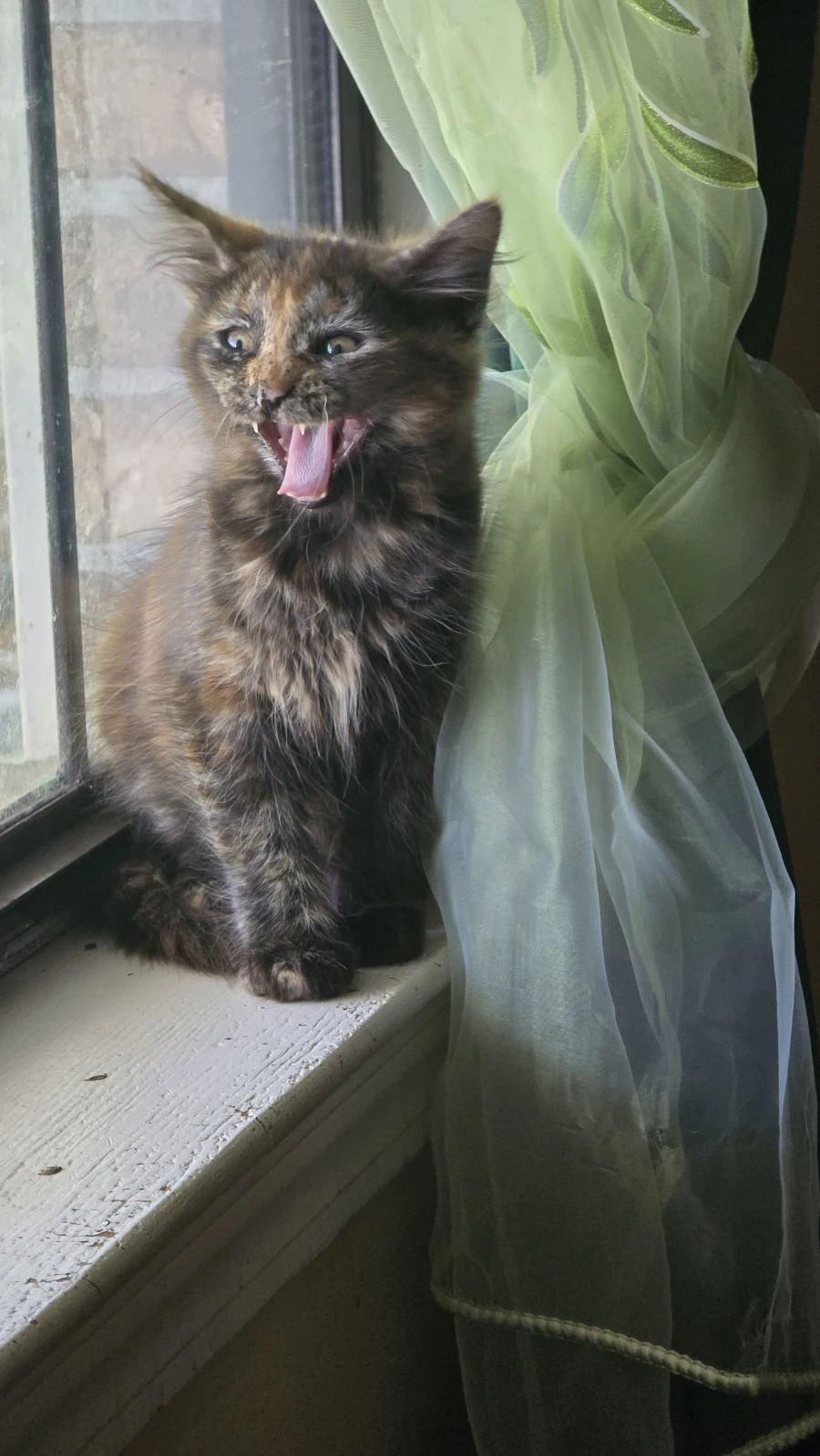 kat. say hi to kat | Fandom