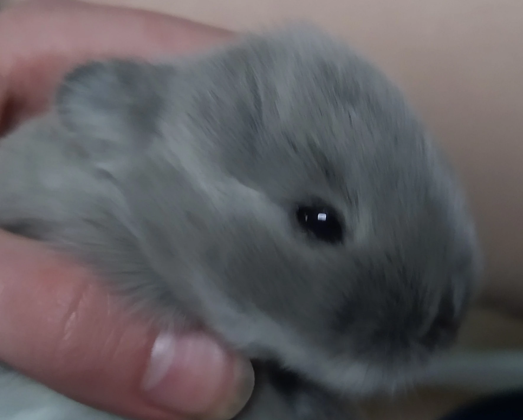 Heyo (Inactivity Notice) | Fandom