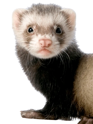 Jets the Ferret | DEATH ARENA Wiki | Fandom