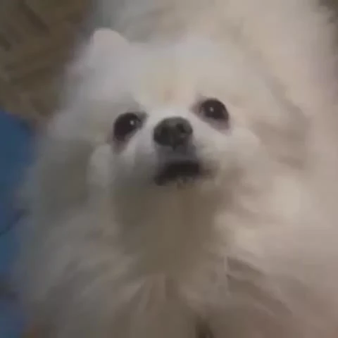 User blog:Shakaboy/Gabe the Dog | Death Battle Fanon Wiki | Fandom