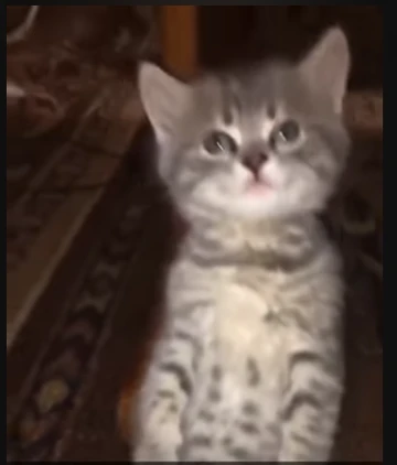 User blog:Earth's Atmosphere/Grey Creature | Death Battle Fanon Wiki ...