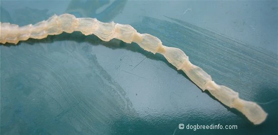 Albino scaled worms | Deathlands Wiki | Fandom