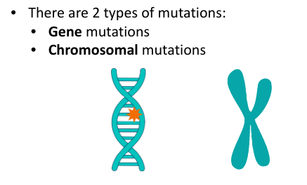 2 new mutations :OOOOOOOO | Fandom