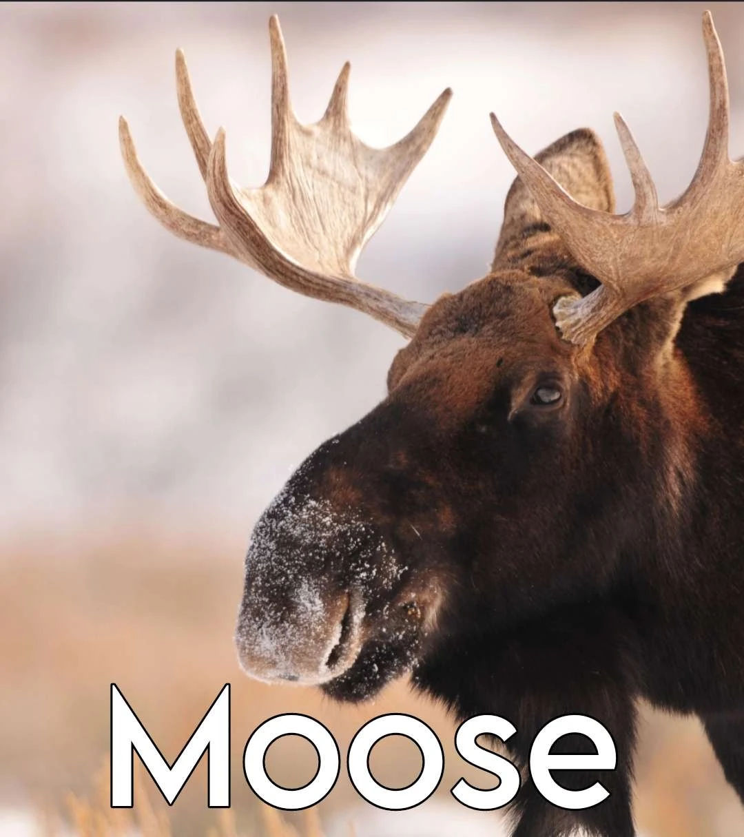 Moose | Debating Community Wiki | Fandom
