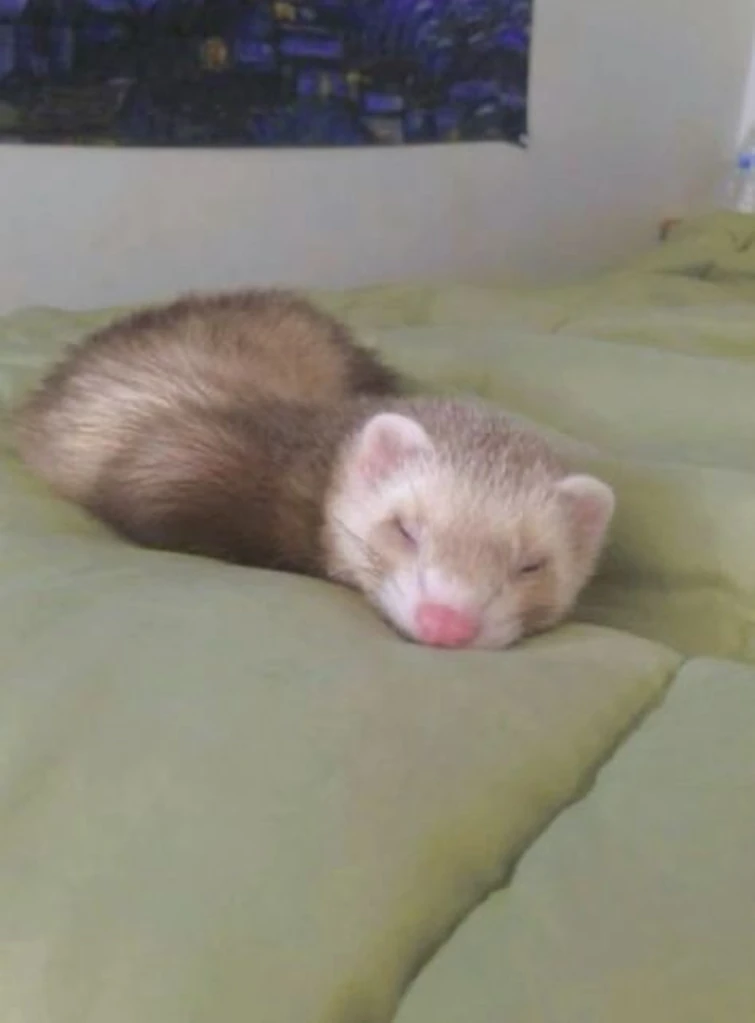 Daily dose of ferrets | Fandom