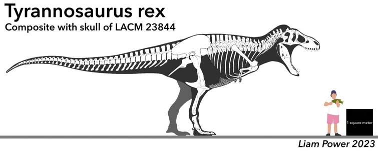 Tyrannosaurus rex skeletal | Fandom