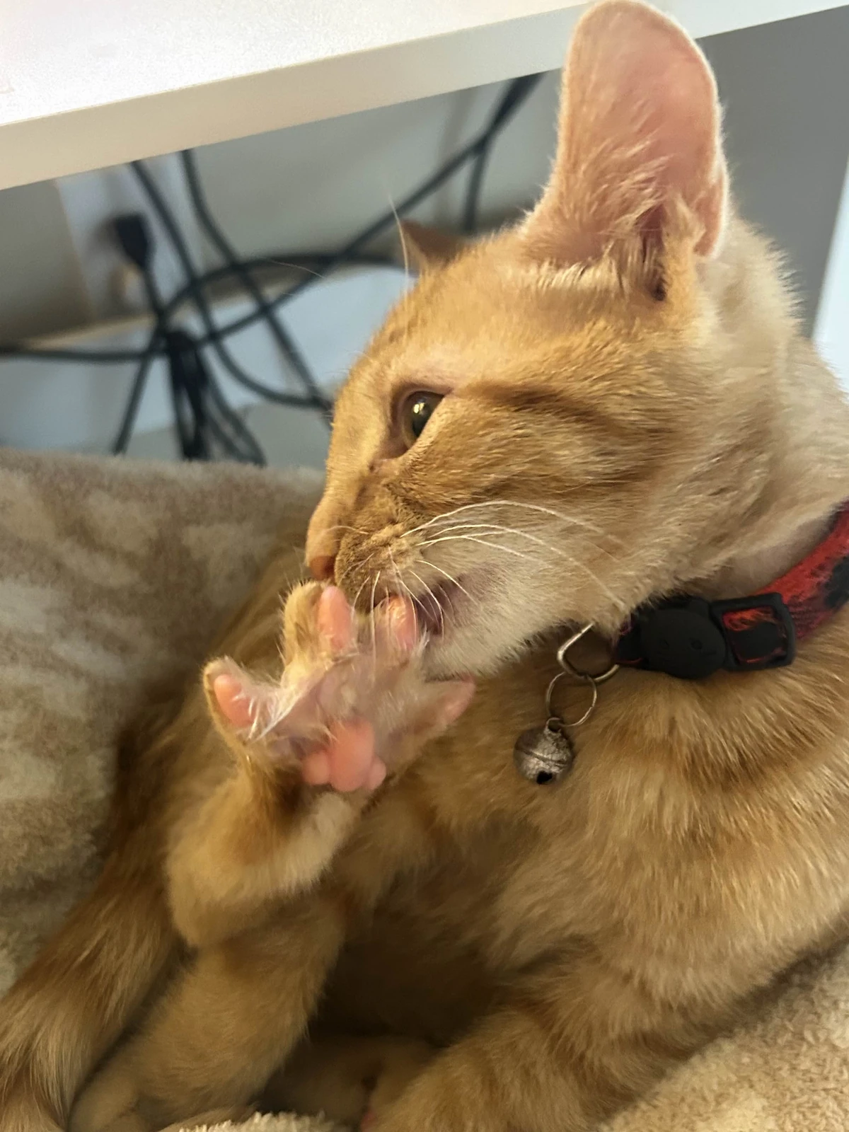 Beans | Deedge Wiki | Fandom