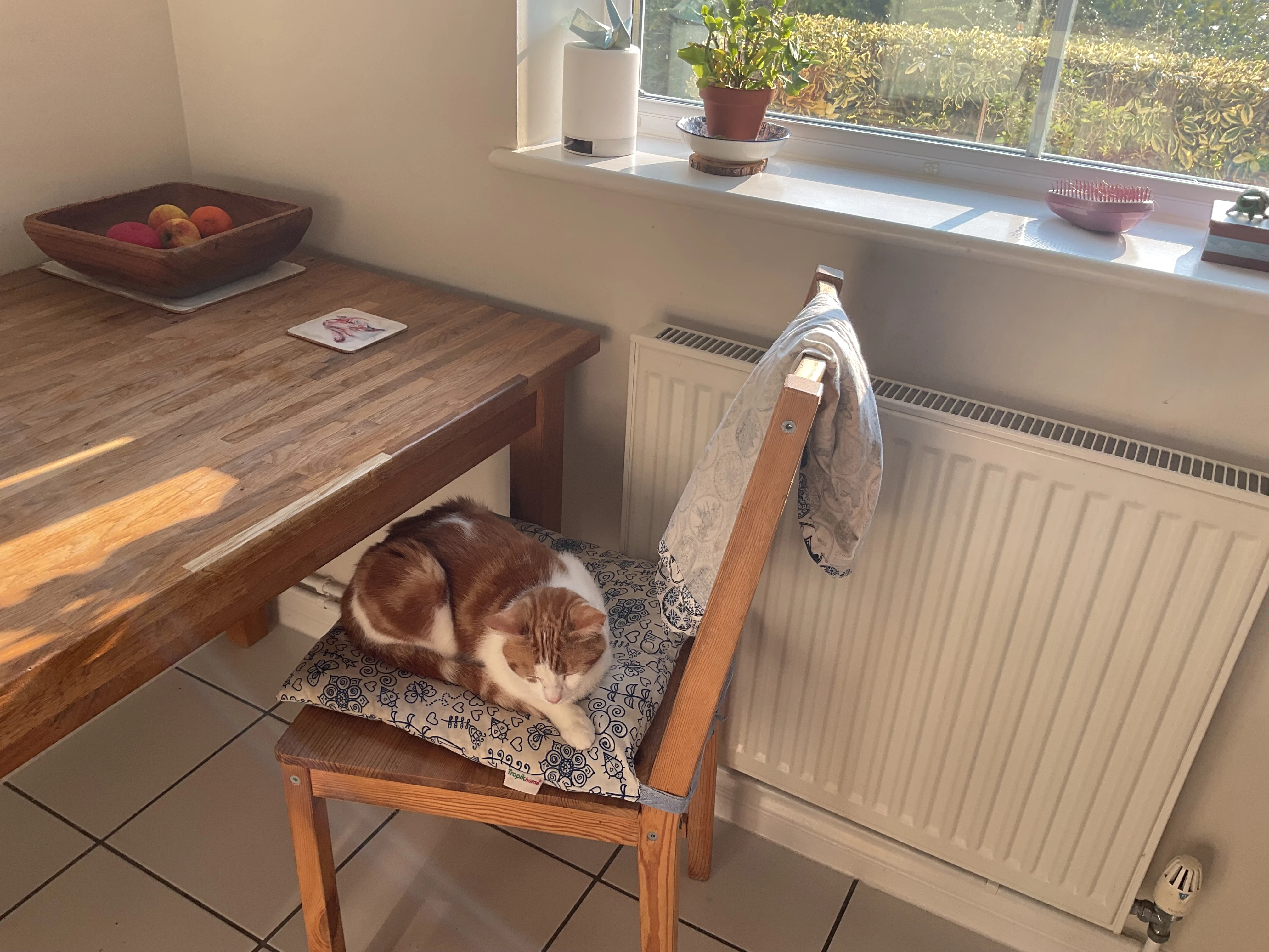 Daily Dose of Peanut | Fandom