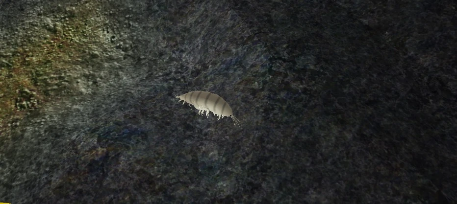 Anfípodo gigante (Alicella gigantea) | Wiki Deep blue subnautical ...