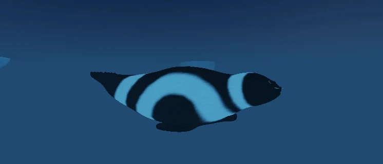 Foca franjeada (Histriophoca fasciata) | Wiki Deep blue subnautical ...