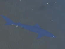 Shark | Deep Ocean Roblox Wiki | Fandom