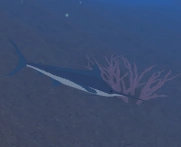 Marlin | Deep Ocean Roblox Wiki | Fandom
