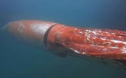 Architeuthis Dux | Deep Sea Hunter Wikia | Fandom