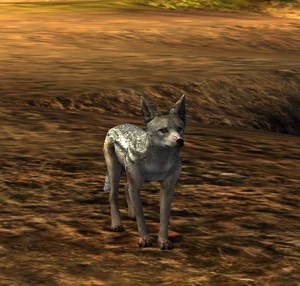 Chacal rayado | Deer Hunter Wikia | Fandom