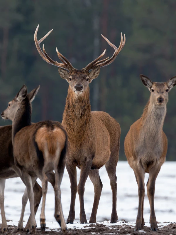 Category:Deer Breeds | Deer Wiki | Fandom