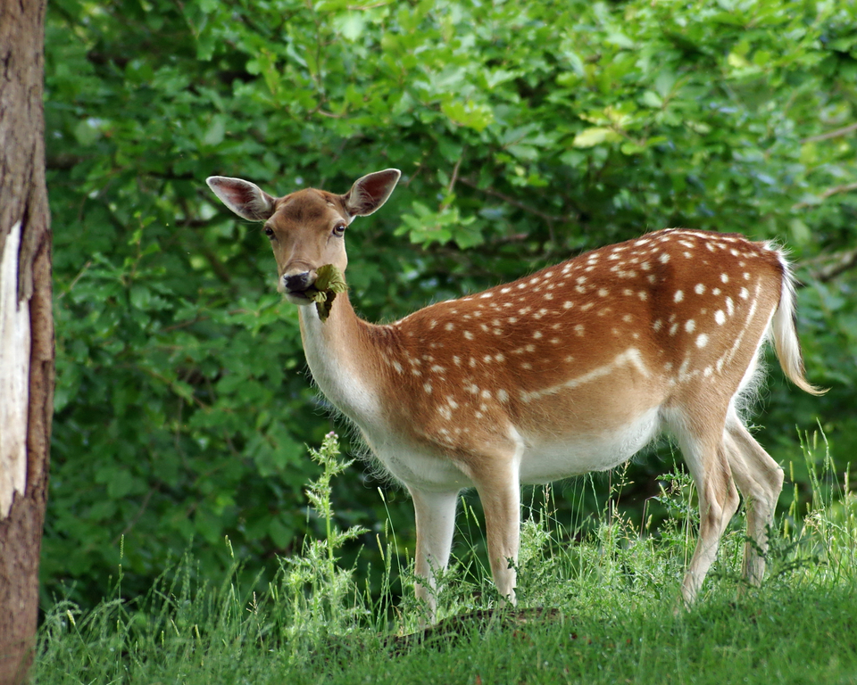 Fallow Deer | Deer Wiki | Fandom