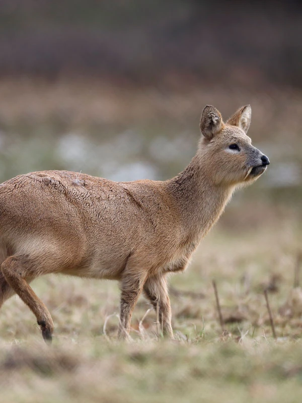 Chinese Water Deer | Deer Wiki | Fandom