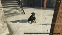 Wildtier-Fotografie | GTA Wiki | Fandom