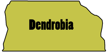Dendrobia | Dekara Wiki | Fandom