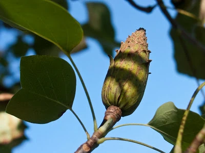 Tuliptree | Delcore's Wiki | Fandom