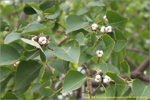 Chinese Tallow Tree | Delcore's Wiki | Fandom