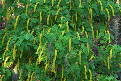 Chinese Tallow Tree | Delcore's Wiki | Fandom