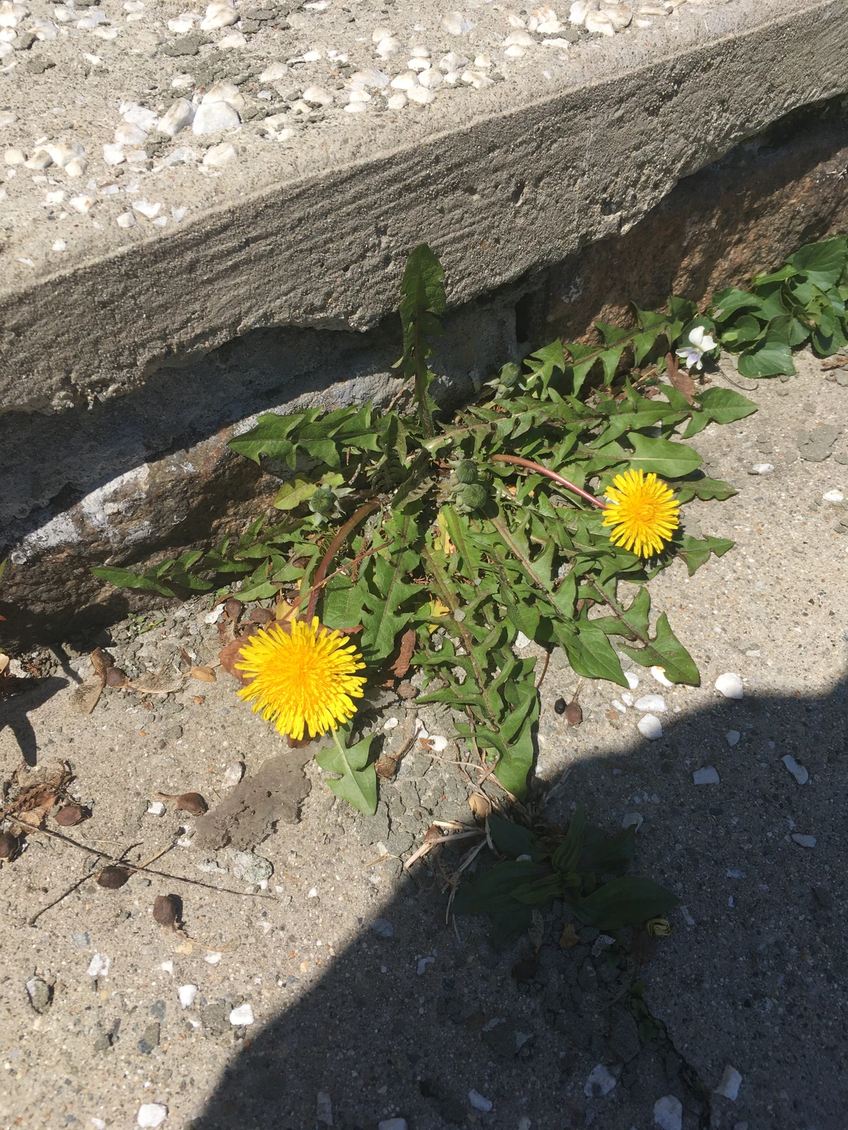 Dandelions | Delcore's Wiki | Fandom