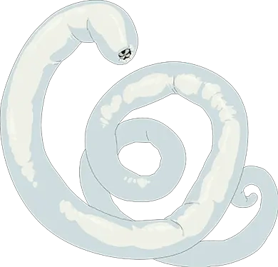 Giant Parasite | Delicious in Dungeon Wiki | Fandom