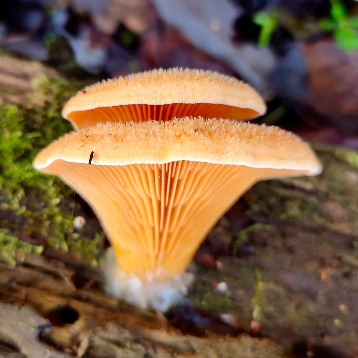 Oyster Mushroom | Delivery Not Guaranteed Wiki | Fandom